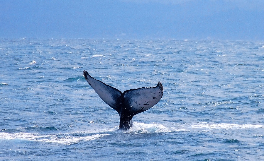 Whale watching in Samana 2026 | Let's Go DR